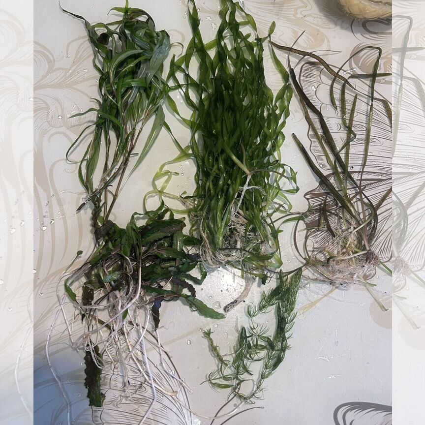 Аквариумное растение