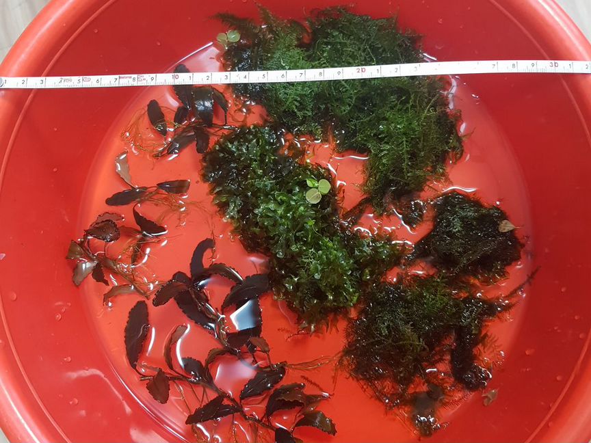 Мхи и буцефаландры