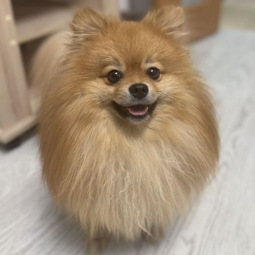 Немецкий шпиц, взрослый пёс