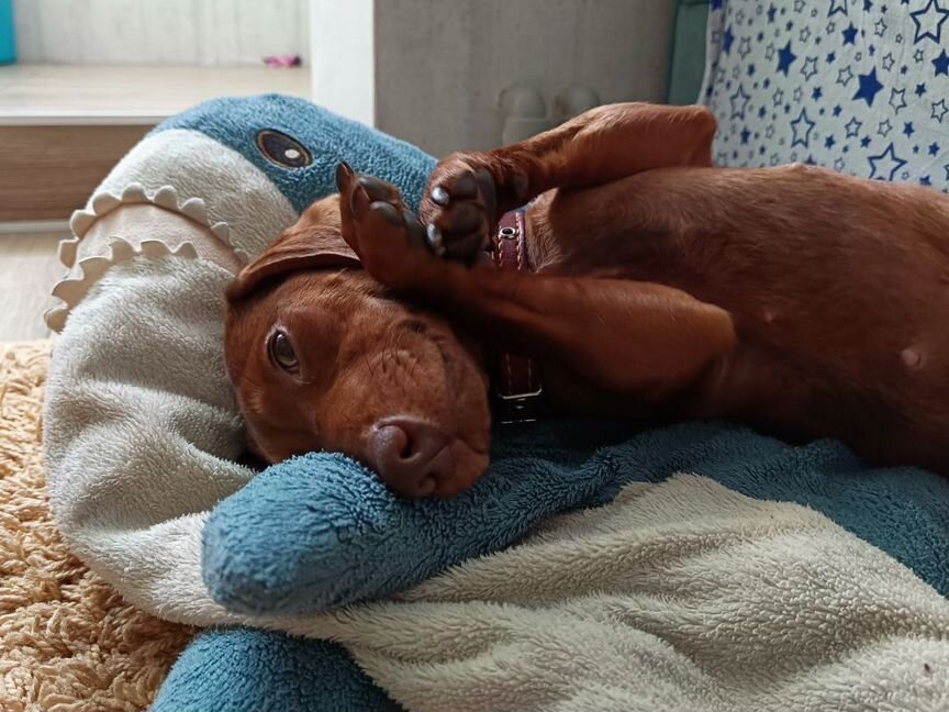 Такса 8 месяцев