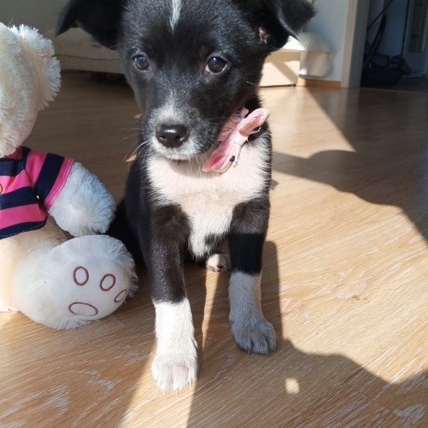 Малютка красотка ищет дом