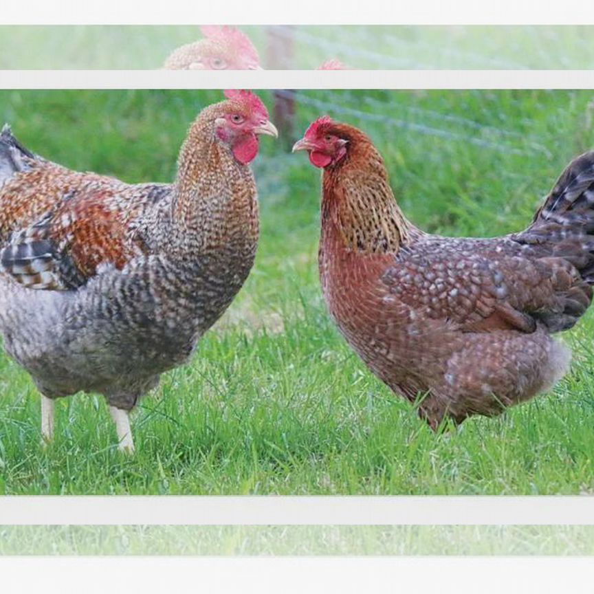 Билефельдер