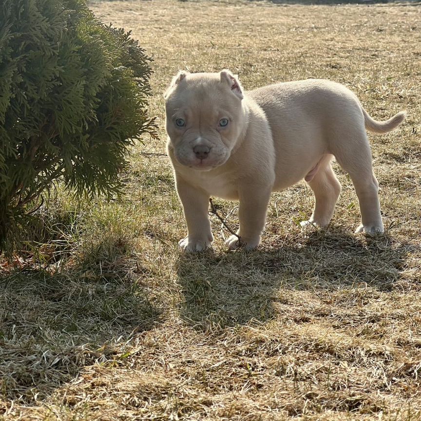 Американский булли