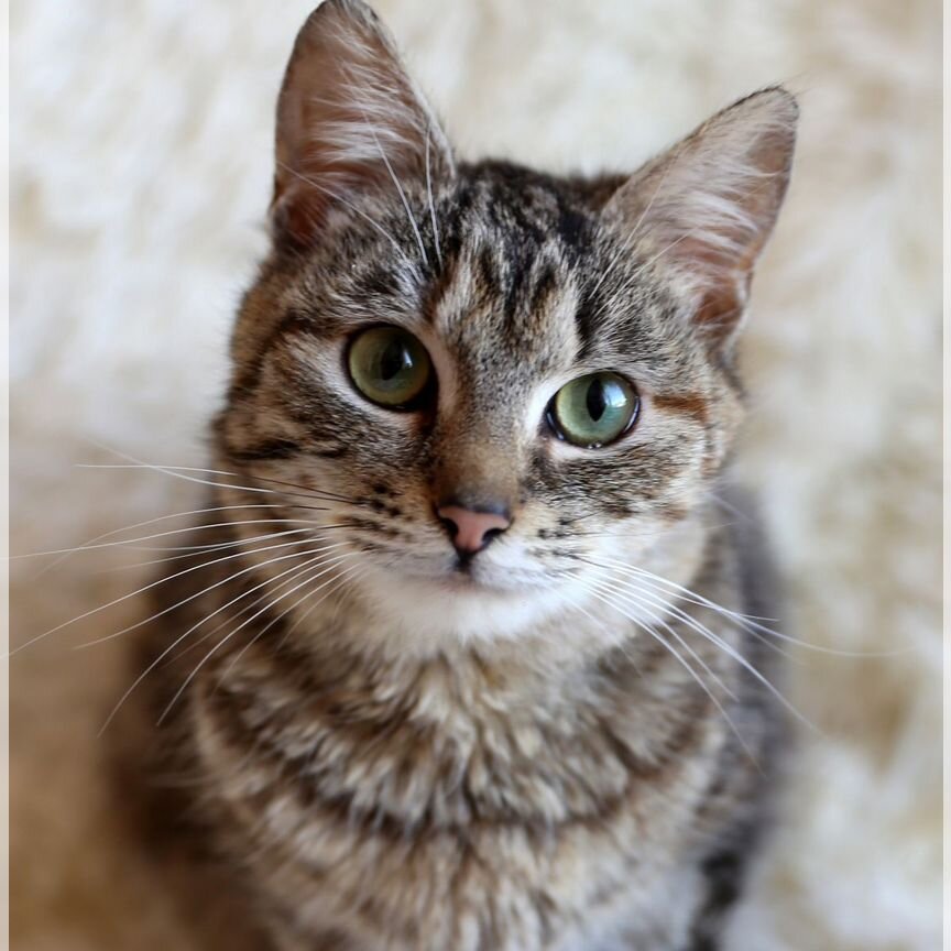 Взрослая, кошка в добрые руки