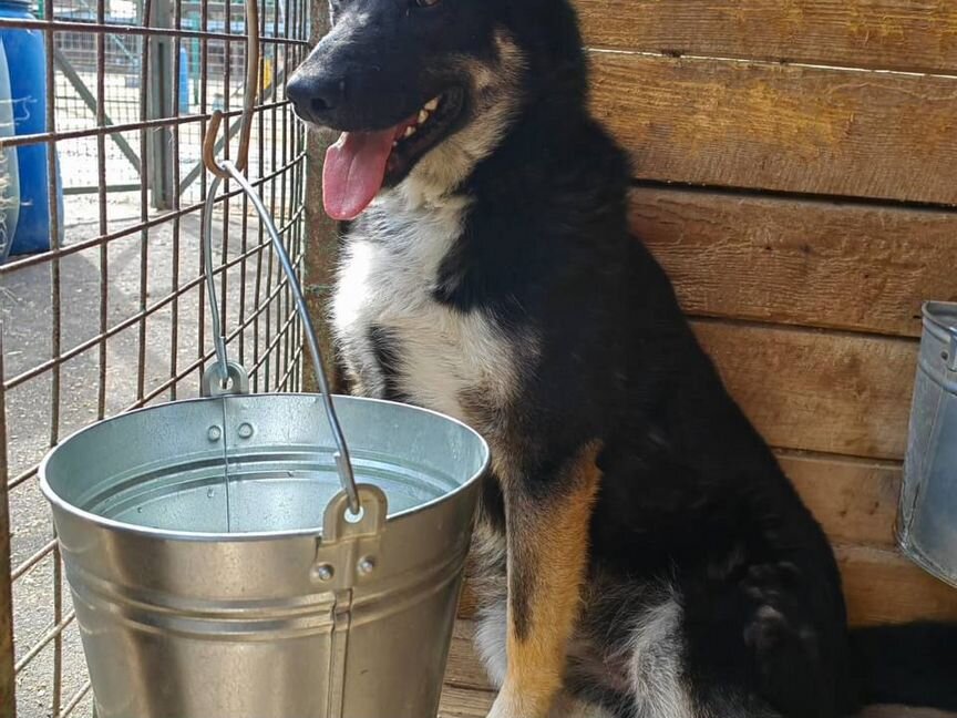 Гектор- красавец из приюта ищет дом