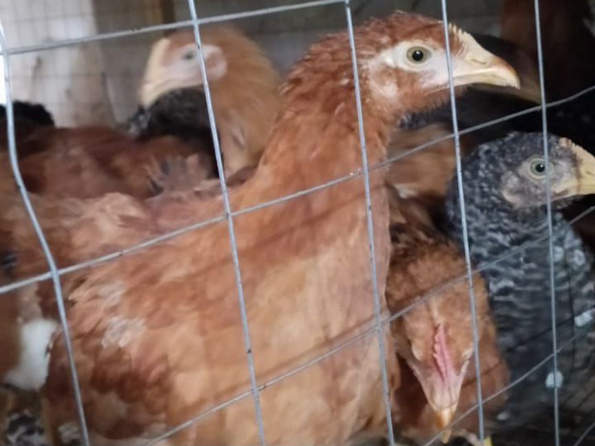 Курочки и петушки подрощенные, домашние
