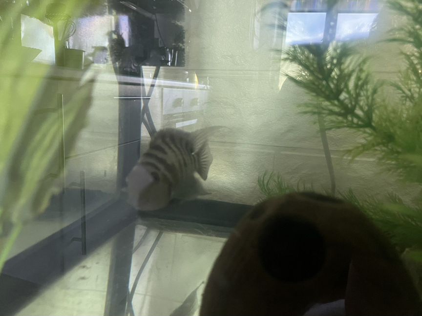 Рыбка цихлида бесплатно