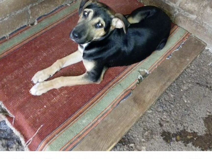 Собаки спасите