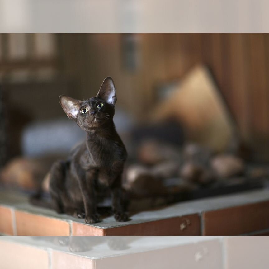 Ориентальная шоколадная девочка