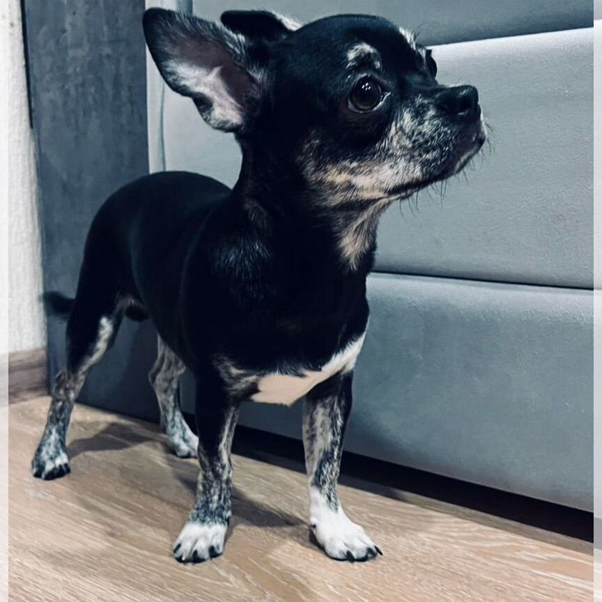 Чихуахуа, вязка