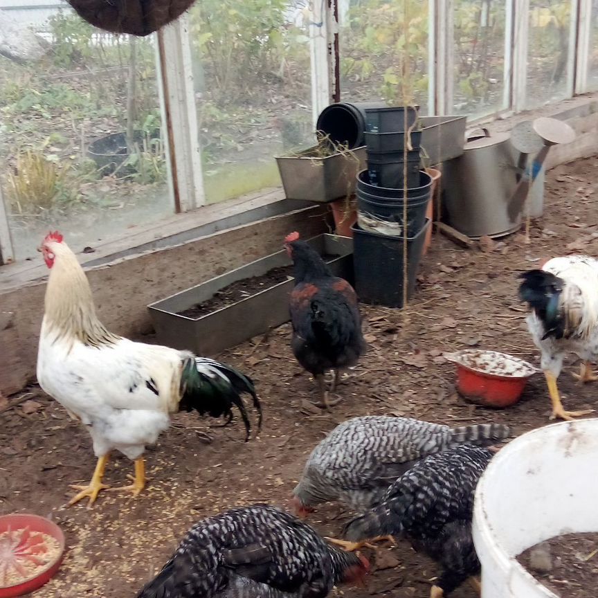 Домашние петушки