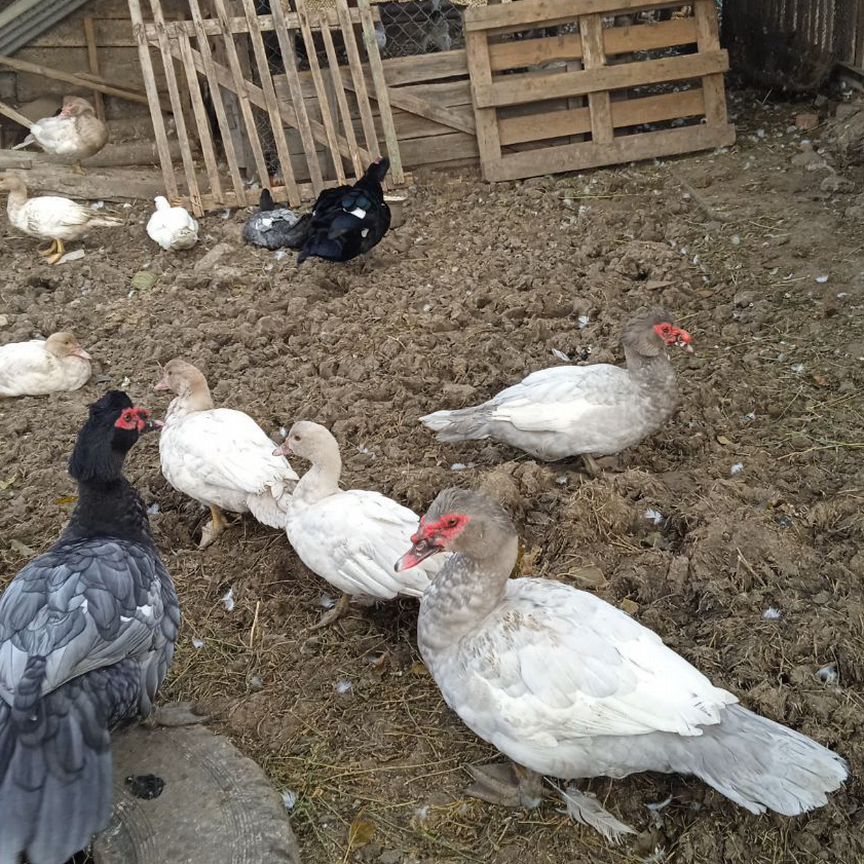 Продам уток, лавандовые,голубые