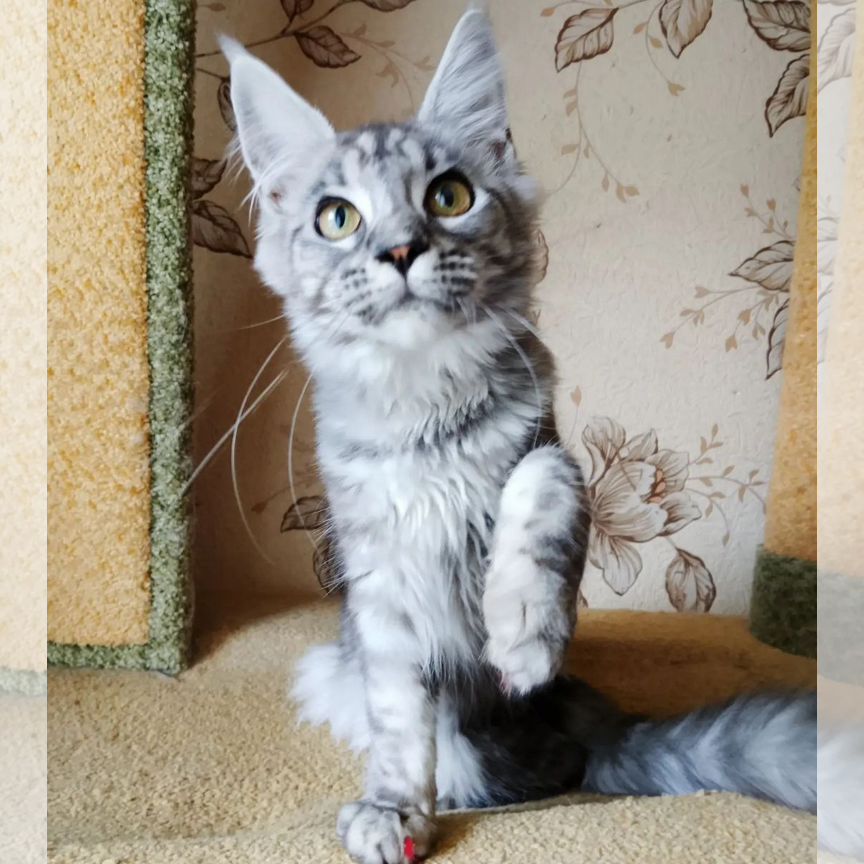 Мейн-кун котёнок