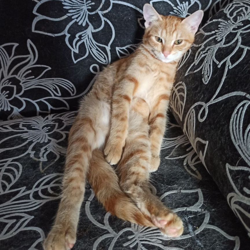 Потерялась кошка