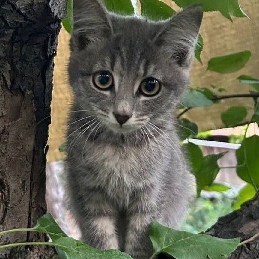 Котята