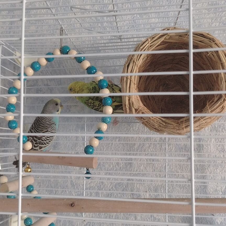 Волнистый попугай с клеткой