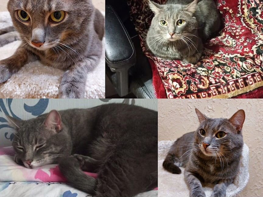 Котик в семью