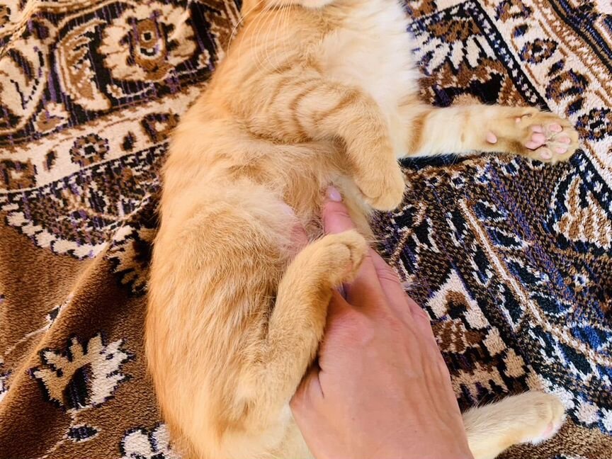 В добрые руки рыженький кот
