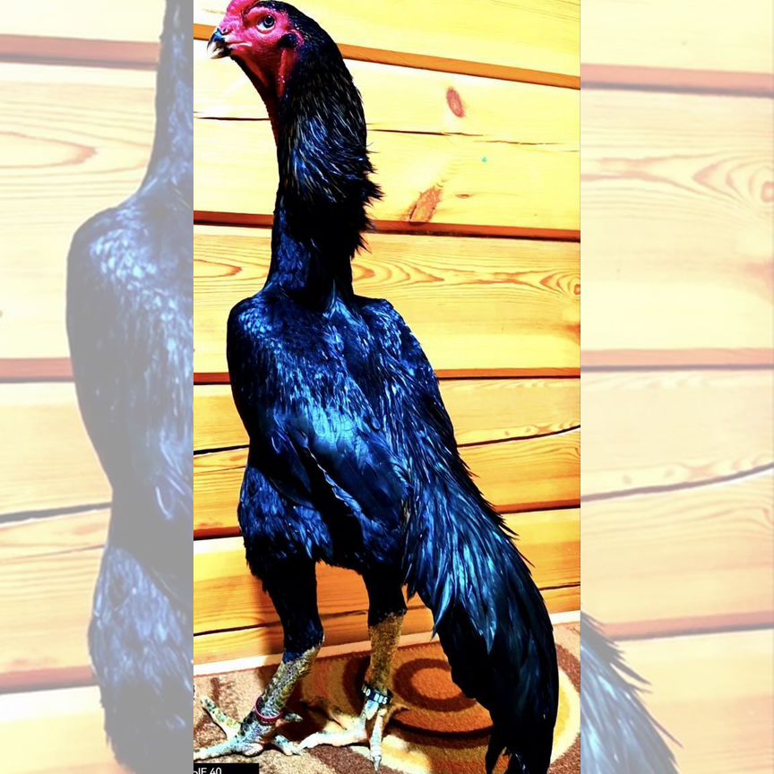 Элитная бойцовая птица О-Шамо