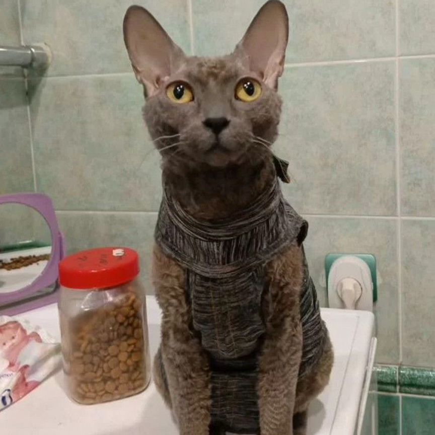 Кошка в добрые руки