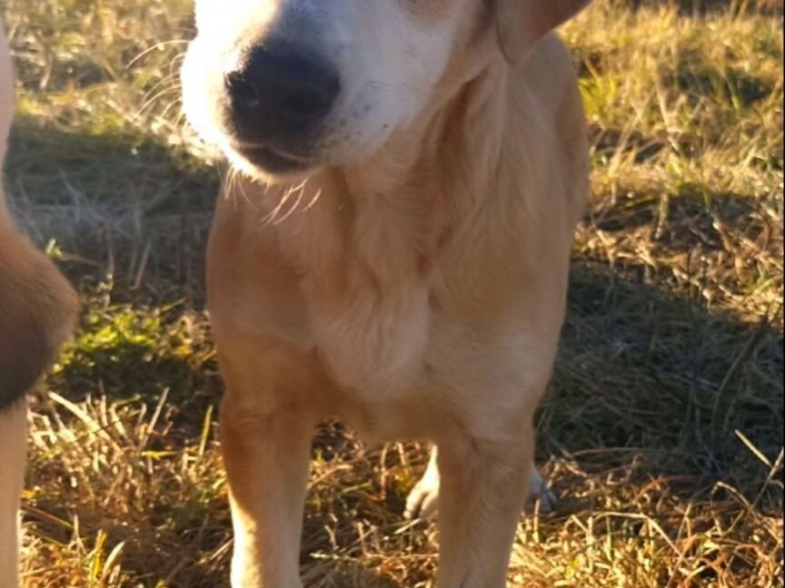 Щенок девочка-подросток