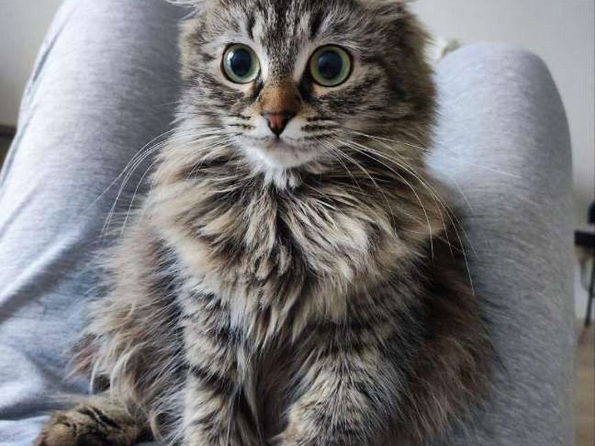 Шотландская вислоухая