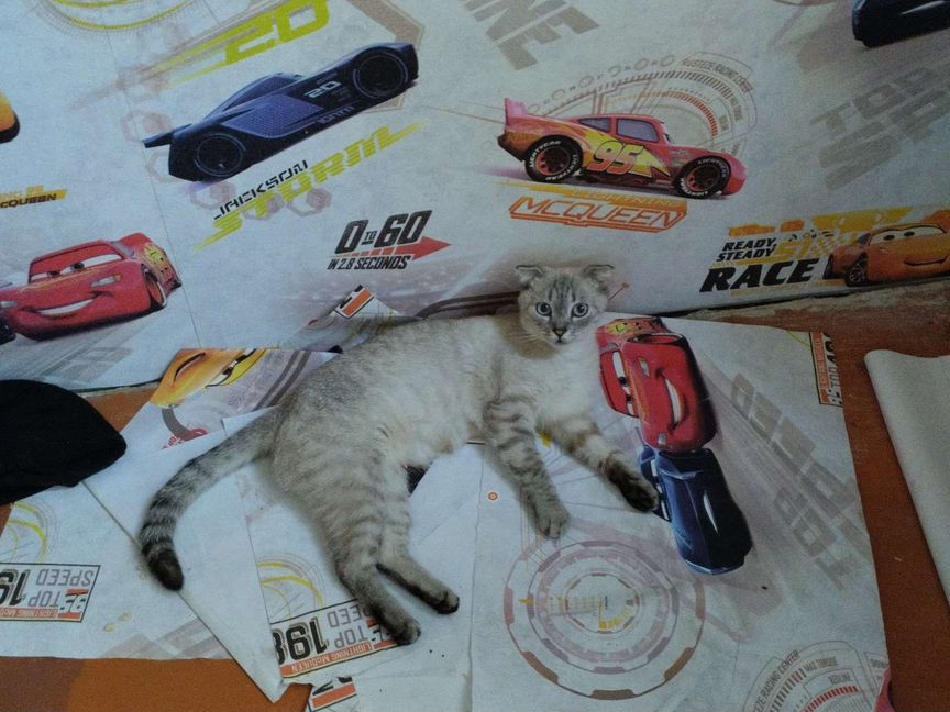 Шотландские вислоухие котята2000