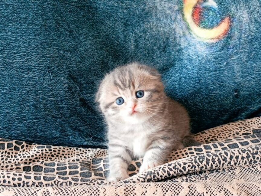 Шотландская вислоухая кошка