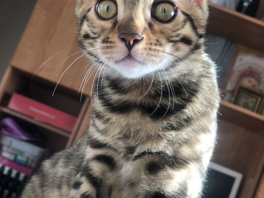 Продам бенгальского кота