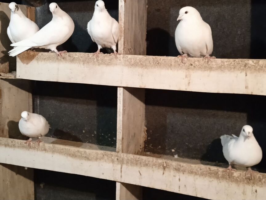 Николаевские голуби