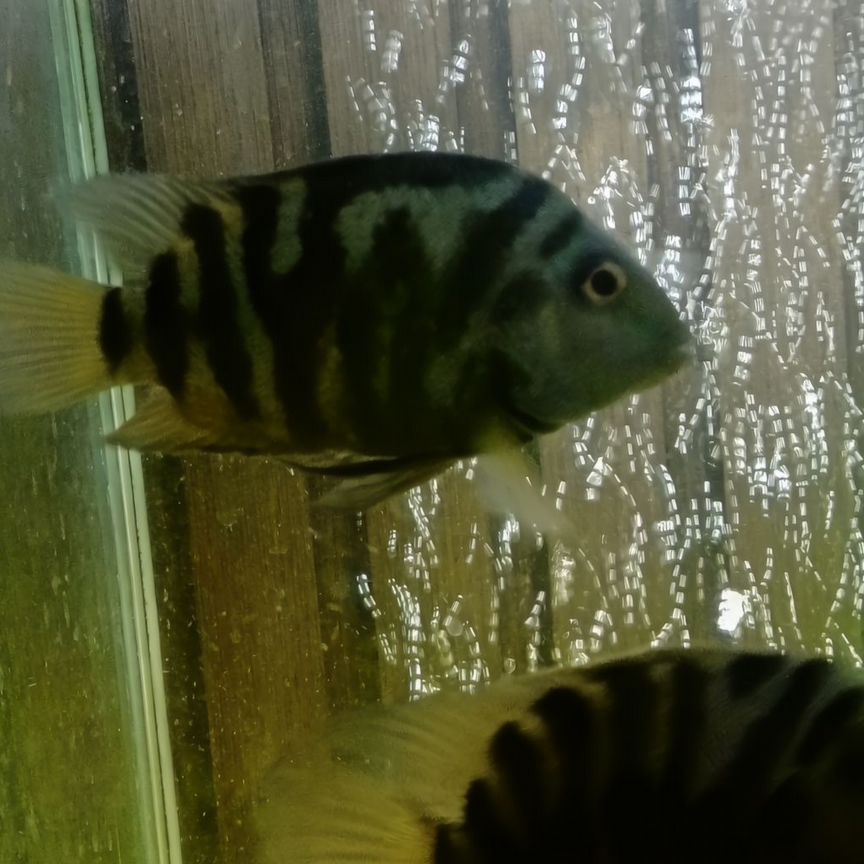 Цихлиды полосотые