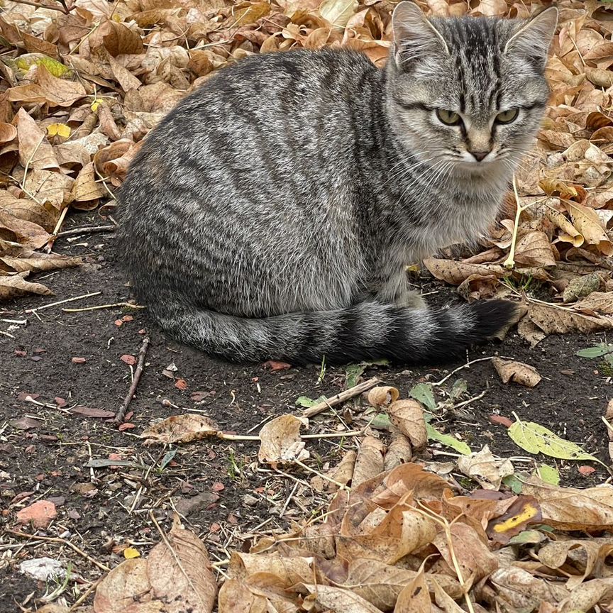 Котята в добрые руки бесплатно