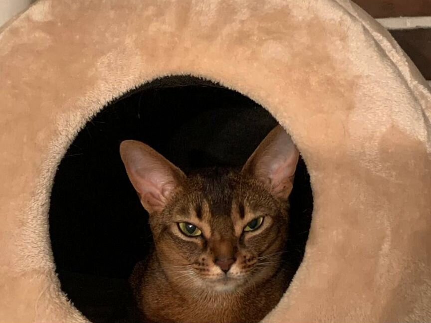 Абиссинская кошка бесплатно