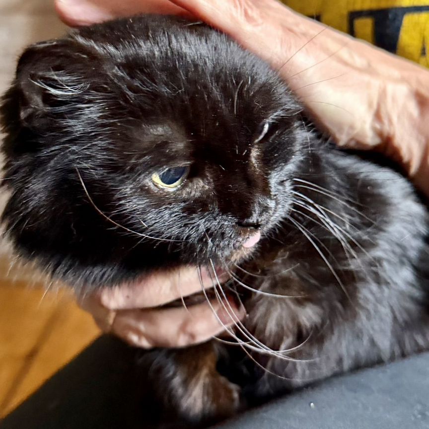 Взрослая, кошка в добрые руки