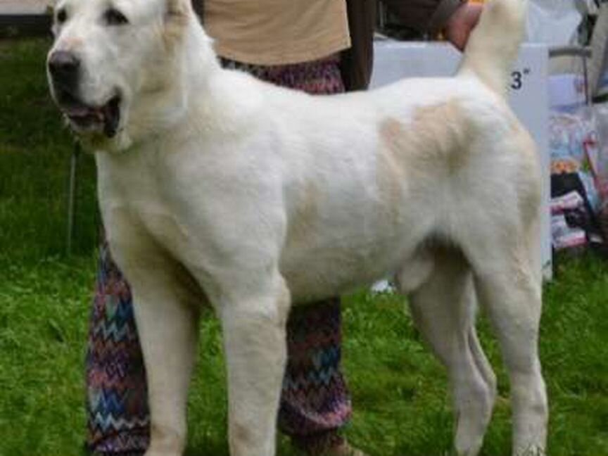 Среднеазиатская овчарка алабай щенки