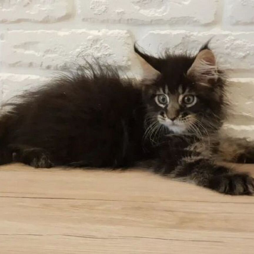 Крупные кошки