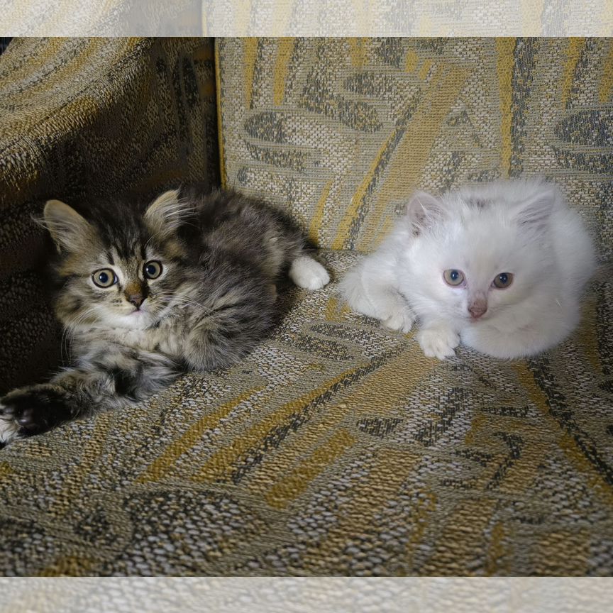 Сибирские котята в добрые руки