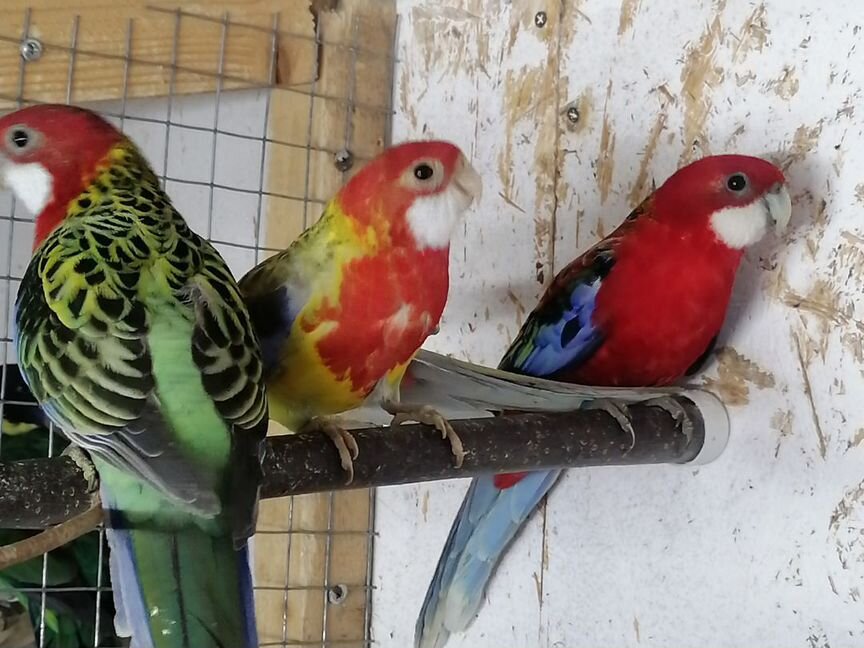 Попугай Розелла пестрая