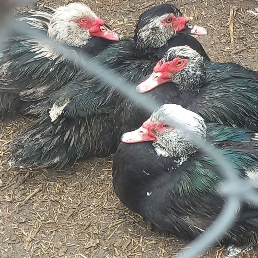 Селезень индоутки