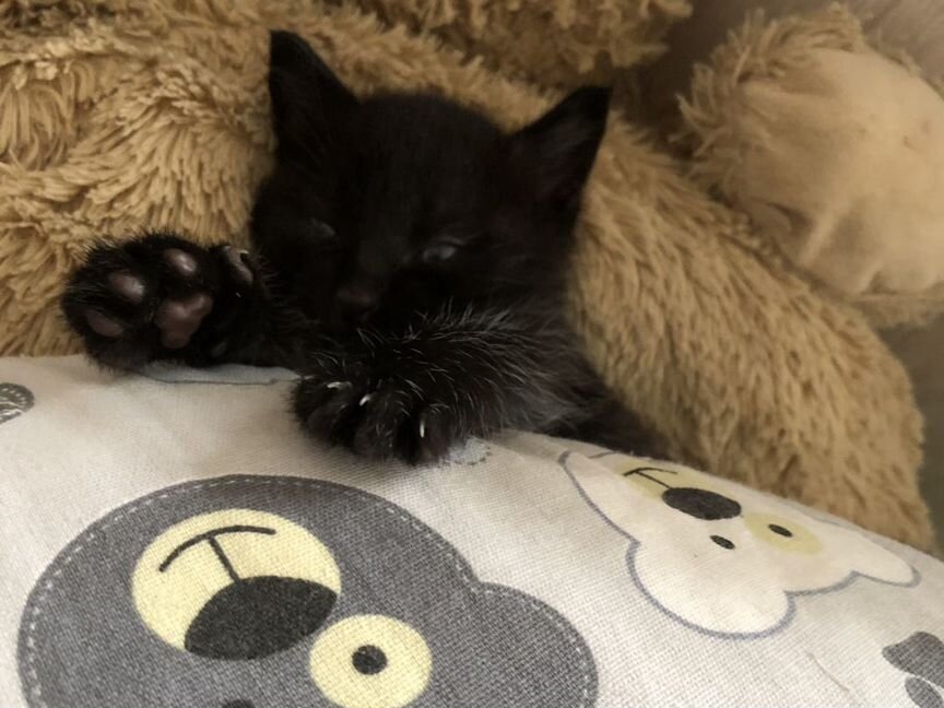 Котенок в добрые руки