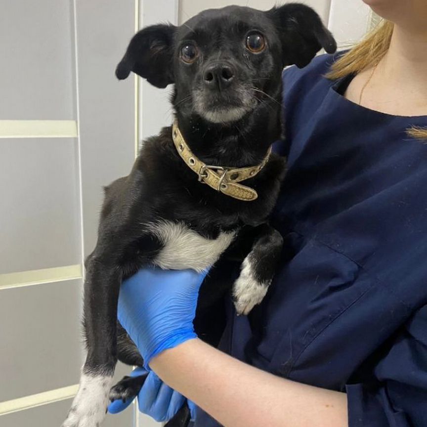 Машенька стерилизована