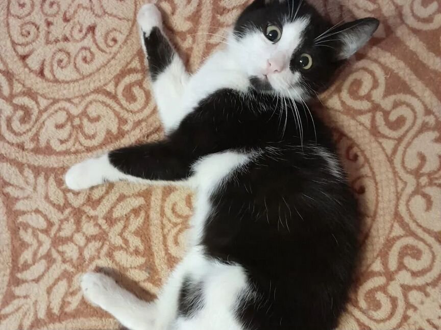 Котенок в добрые руки бесплатно