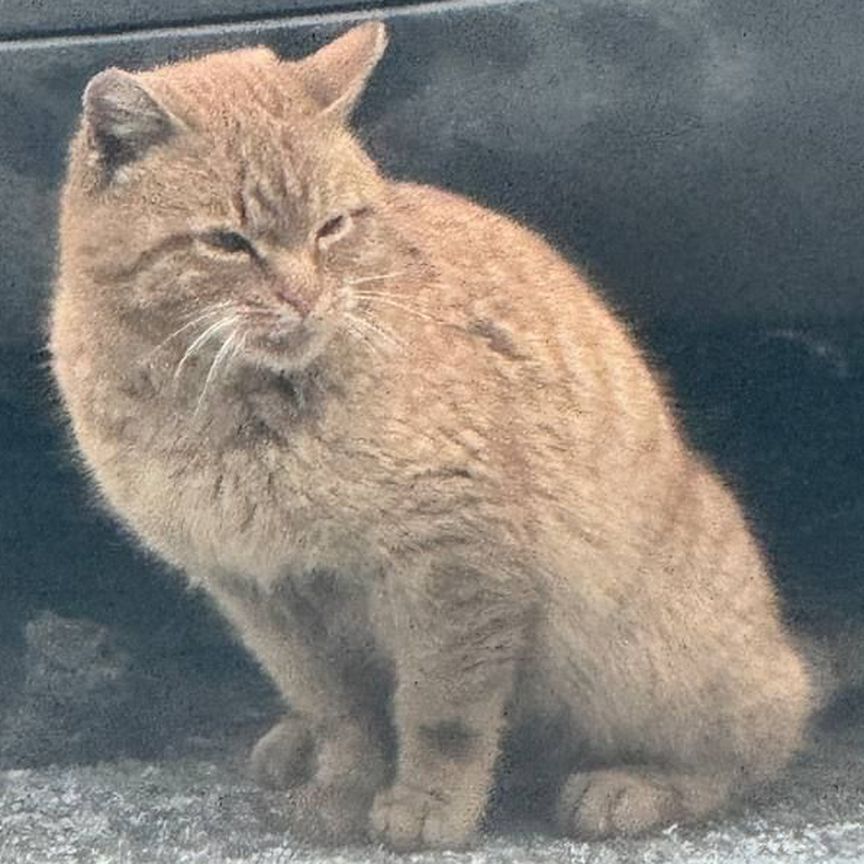 Взрослый кот в добрые руки