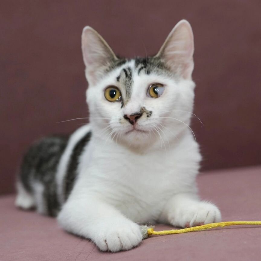 Котёночка 5 месяцев