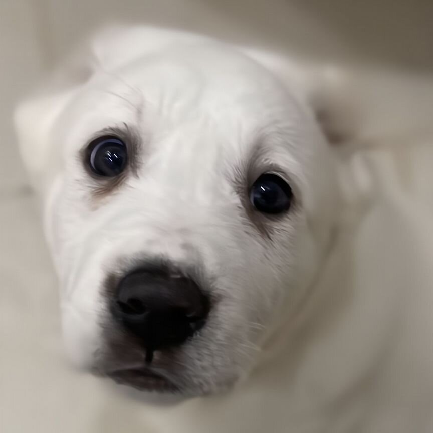 Среднеазиатская овчарка, щенок