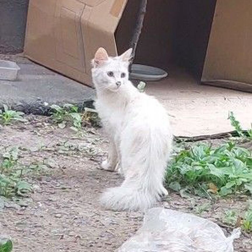 Котенок белый с янтарными глазами