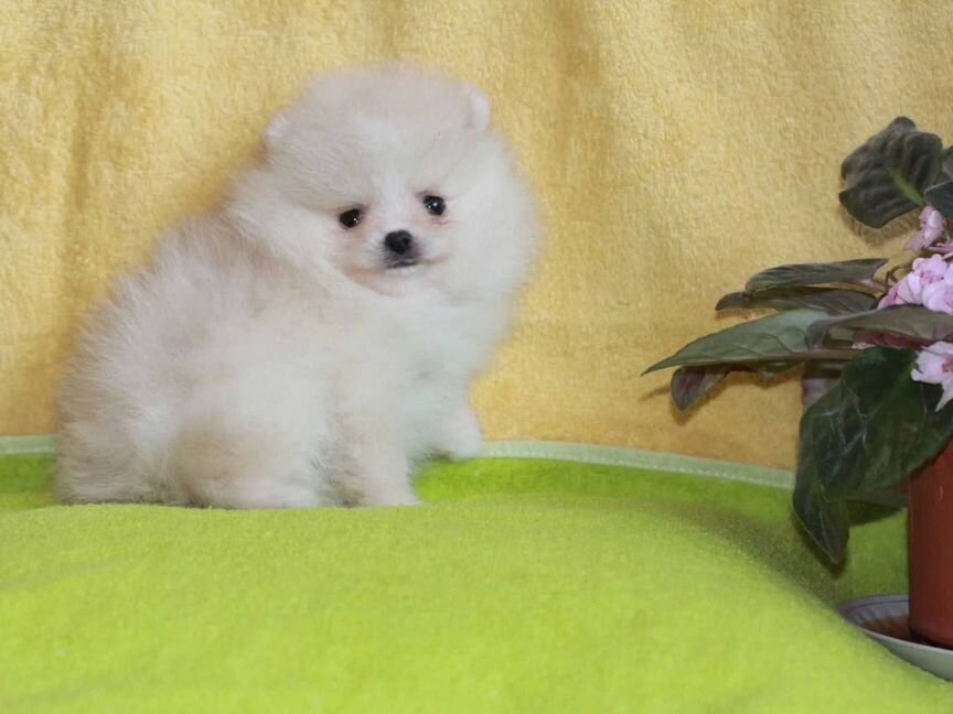 Белые щенята померанского шпица