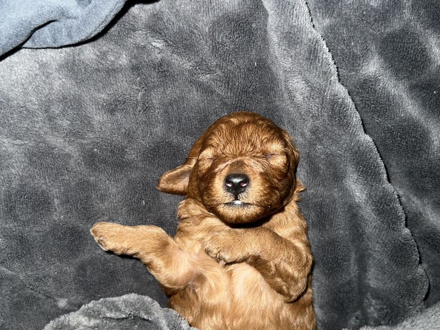 Очаровательная девочка той пуделя