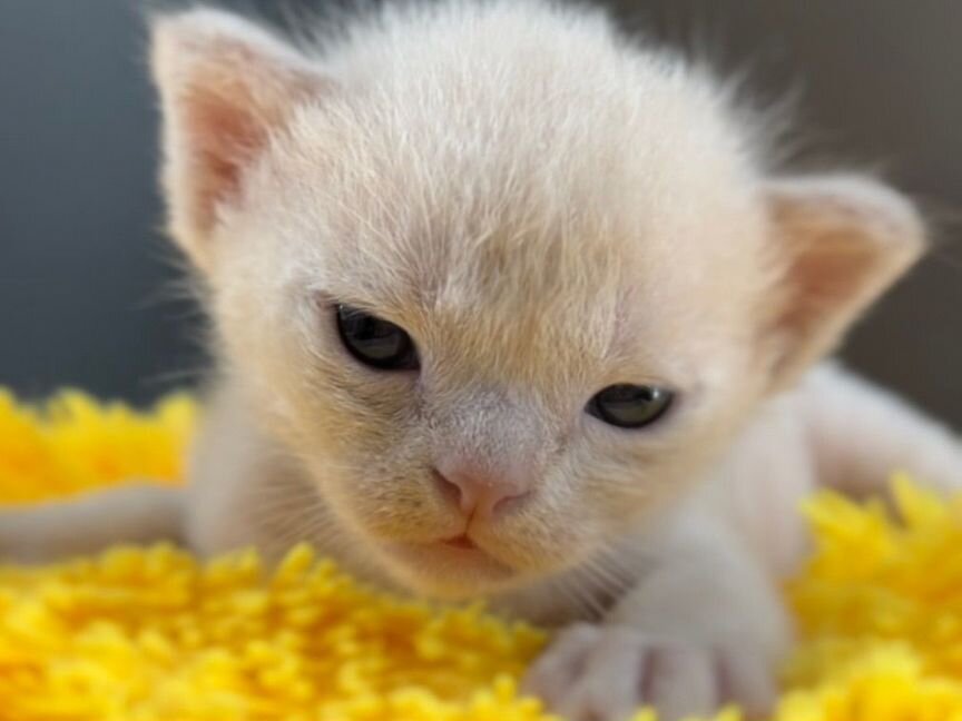 Бурманские котята питомник