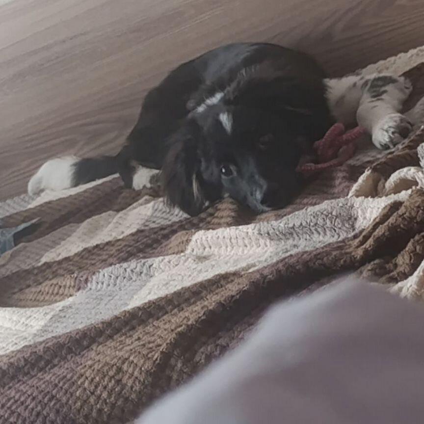 Щенок в добрые руки